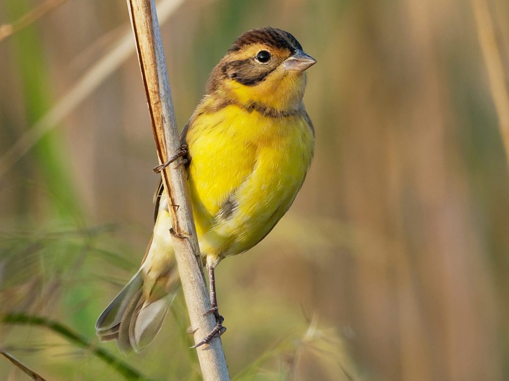 Conservationists express concern over threat to yellow-breasted bunting ...